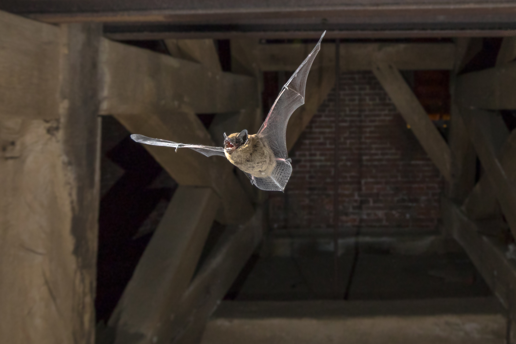 How Bat Exclusion Works – Animal Control in NYC & New Jersey How Bat Exclusion Works – Animal Control in NYC & New Jersey