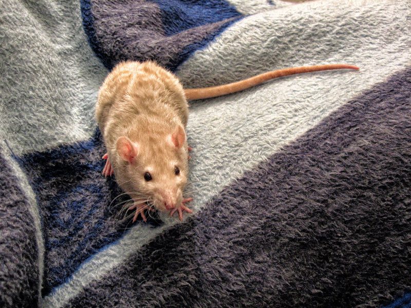 How Rat Exclusion Works (and Why Traps Are Not Enough) – Animal Control ... How Rat Exclusion Works (and Why Traps Are Not Enough) – Animal Control ...