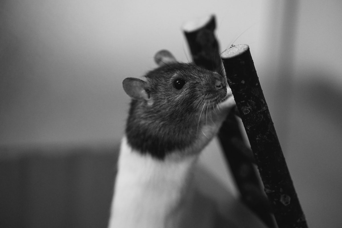 How to Find a Rat Entrance – Animal Control in NYC & New Jersey